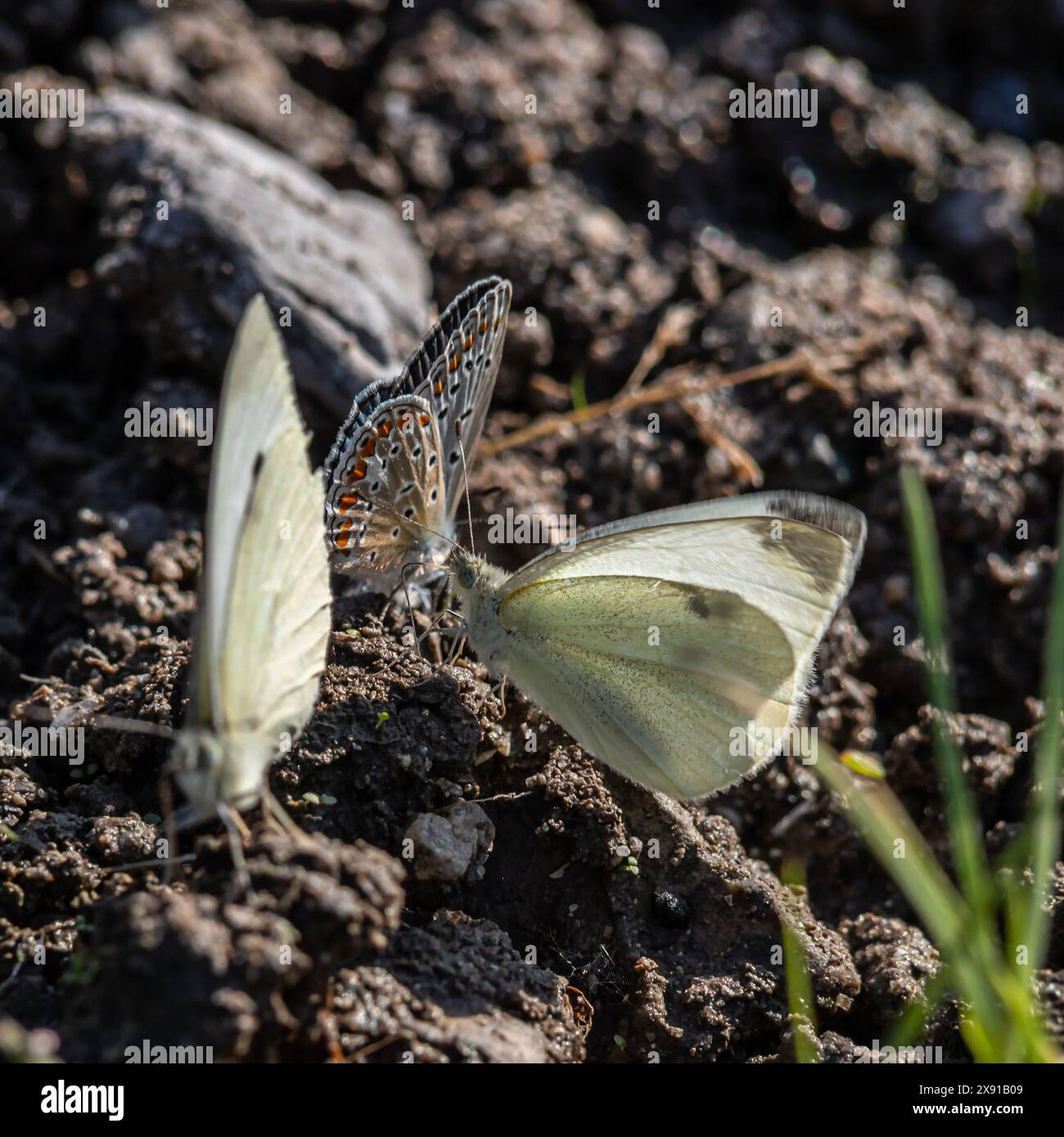 In hot summer day group of butterflies spends time by the river ...
