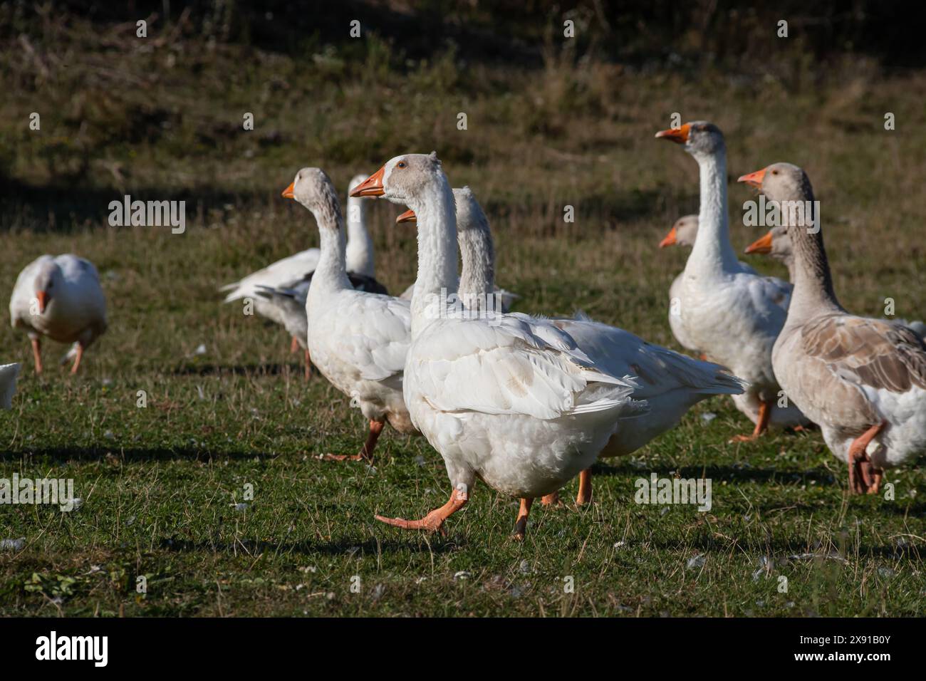 Group of white fronted geese resting and feeding in coastal golf course ...
