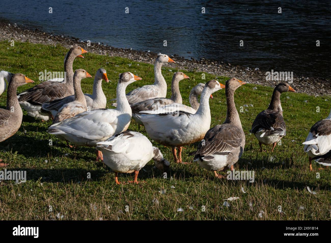 Group of white fronted geese resting and feeding in coastal golf course ...
