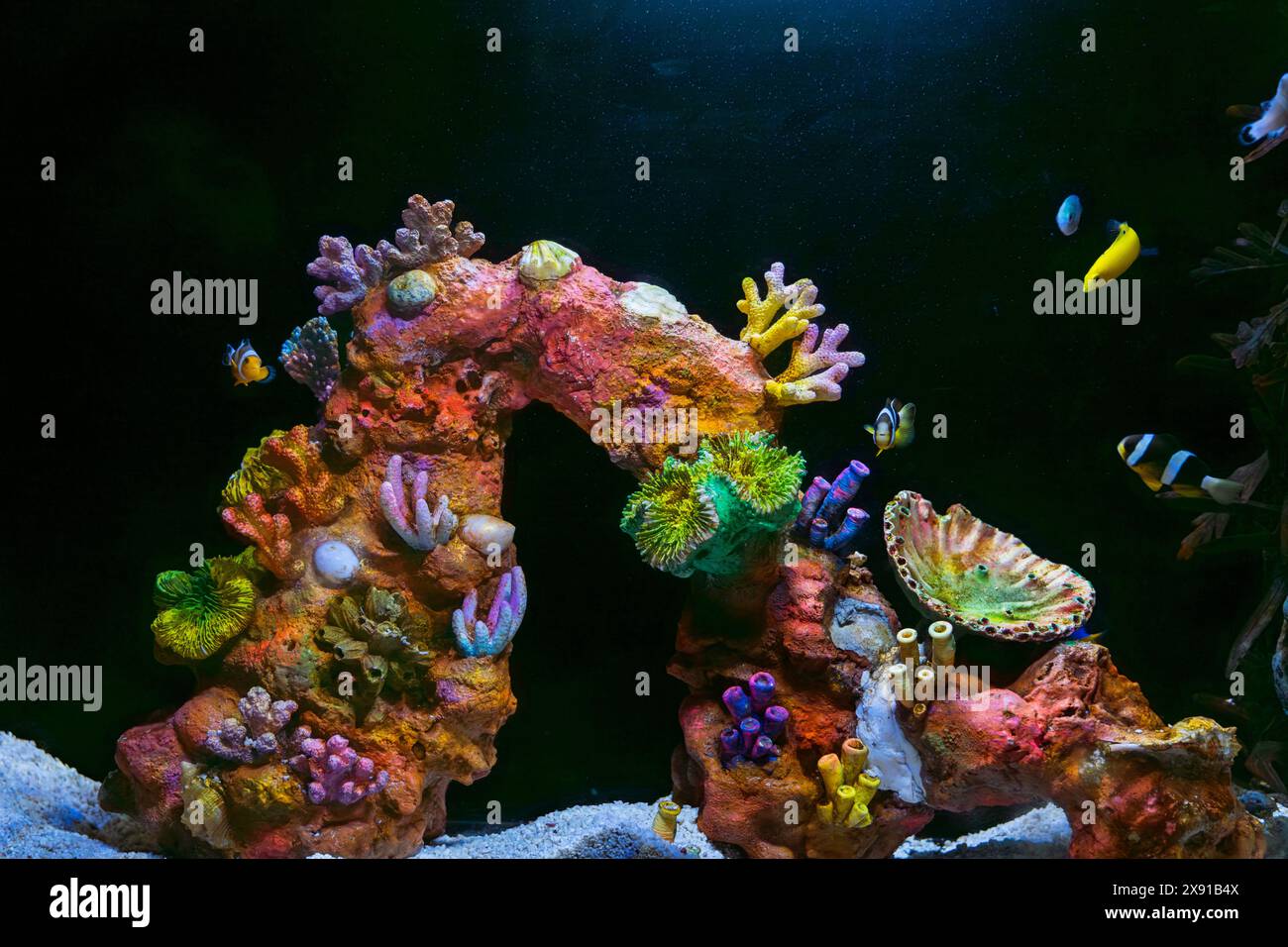 Beautiful Colorful Fish in the Colorful Coral Reef in an Ocean with ...