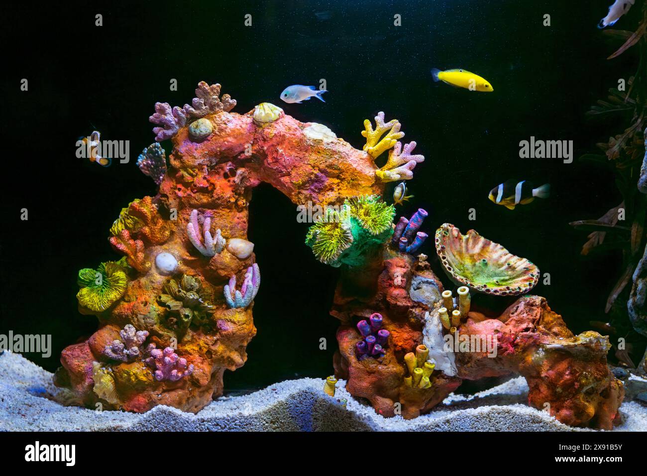 Beautiful Colorful Fish in the Colorful Coral Reef in an Ocean with ...