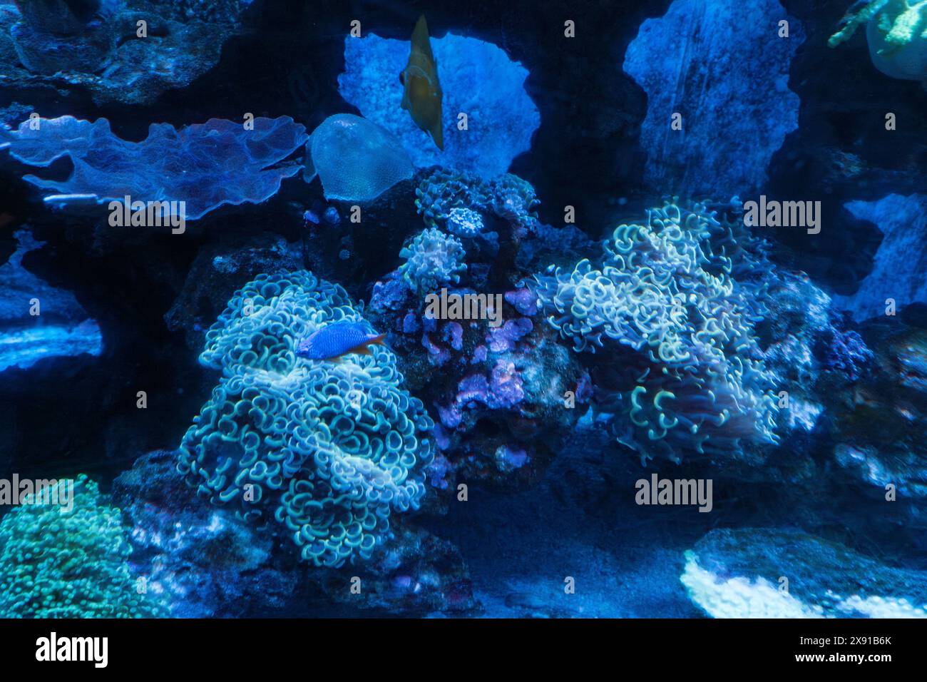 Beautiful Colorful Fish in the Colorful Coral Reef in an Ocean with ...