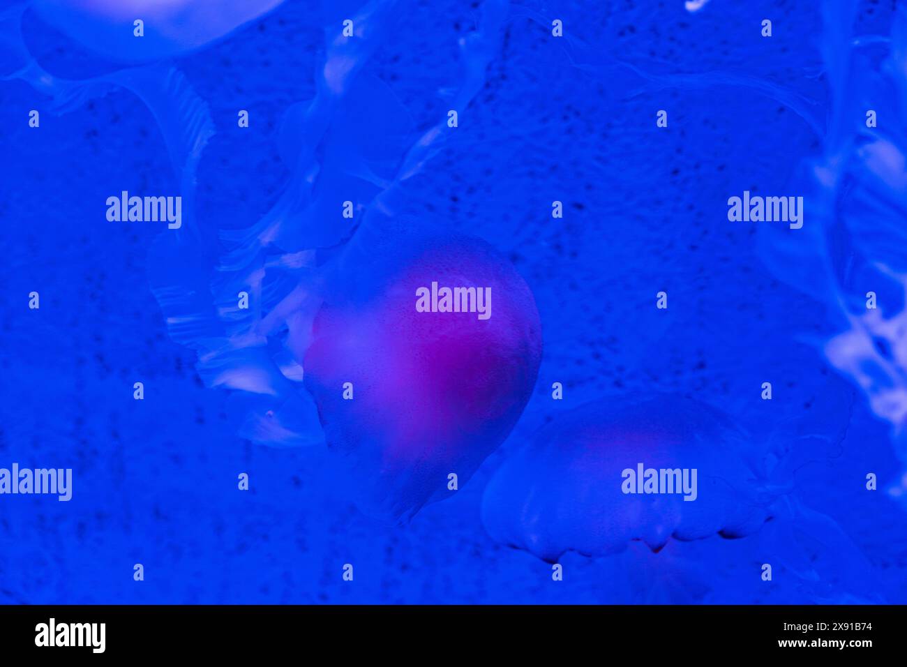 Big jellyfish swim underwater black hi-res stock photography and images ...