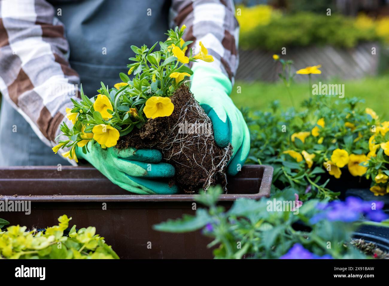 closeup of woman hands planting yellow summer flowers in balcony box at home garden Stock Photo ...