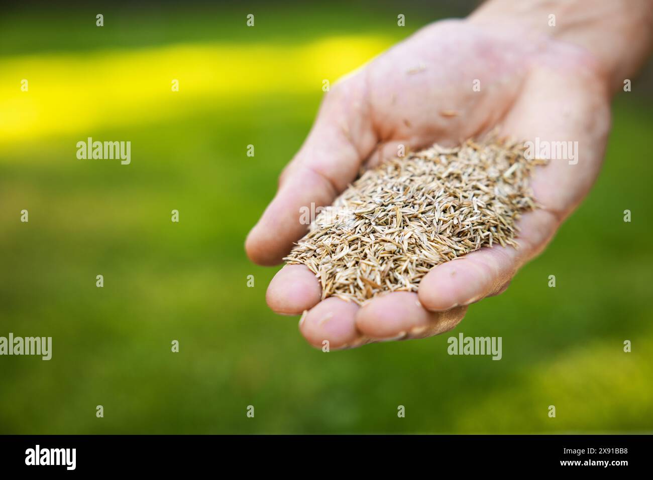 lawn seeding. hand with grass seed Stock Photo - Alamy