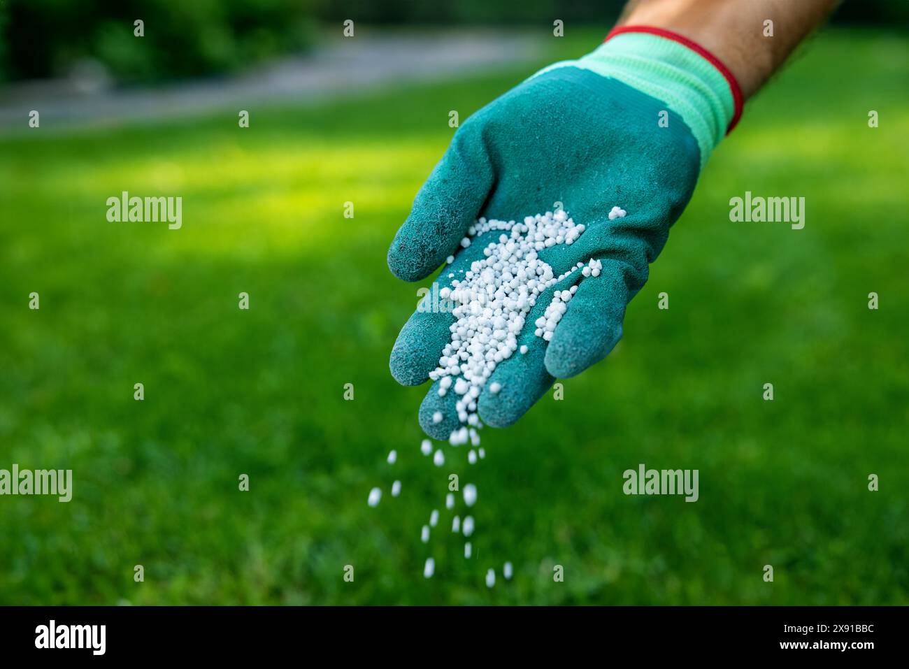 feeding lawn. scattering granular fertilizer for perfect green grass ...