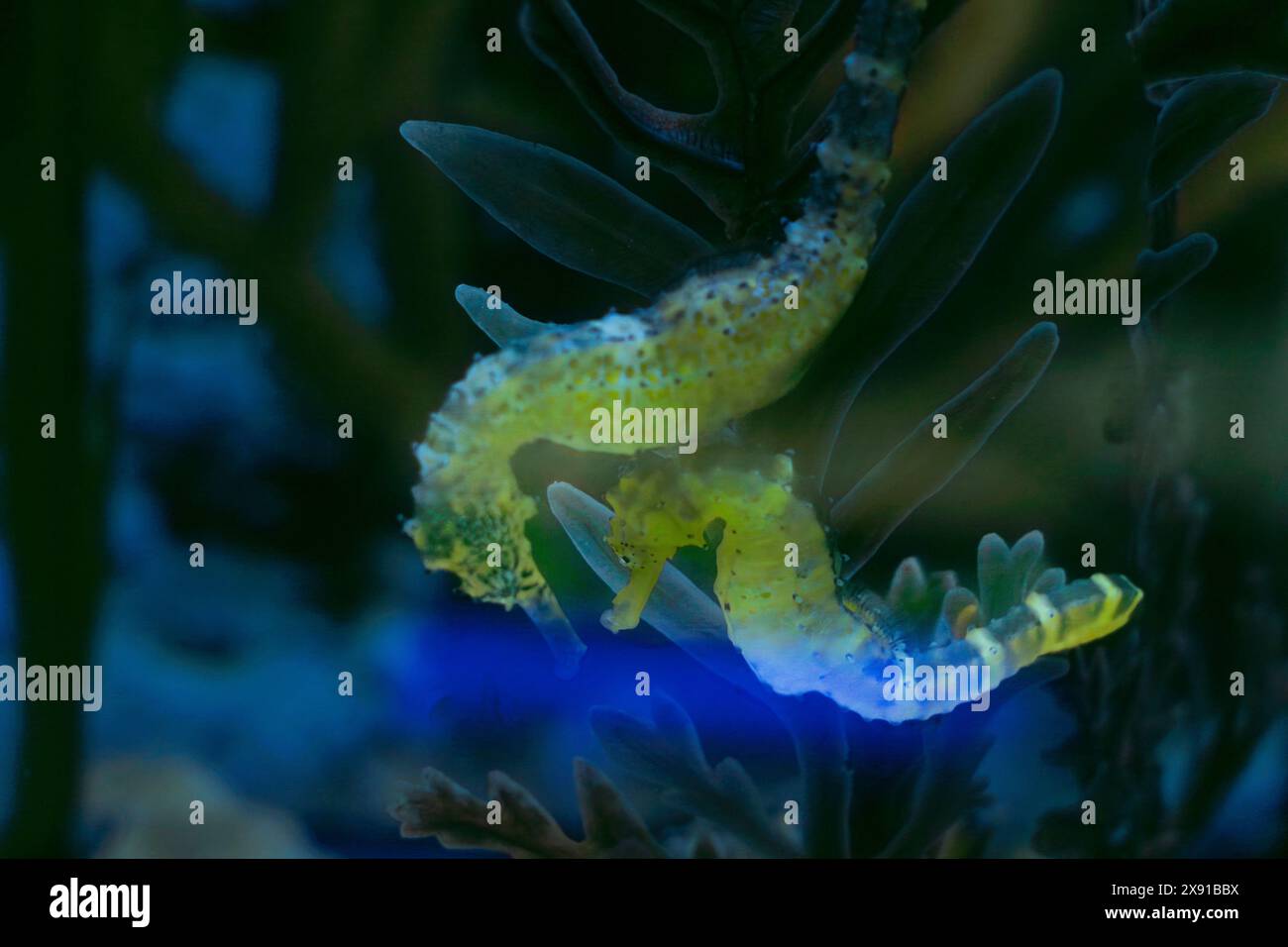 a seahorse is swimming in a seaweed Stock Photo - Alamy