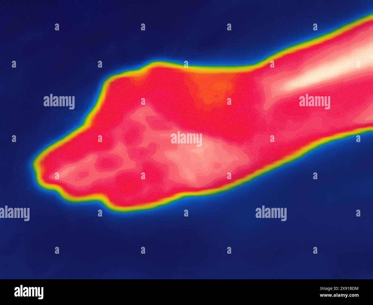 Hand gestures captured on thermal imager device. Warm hands of an ...