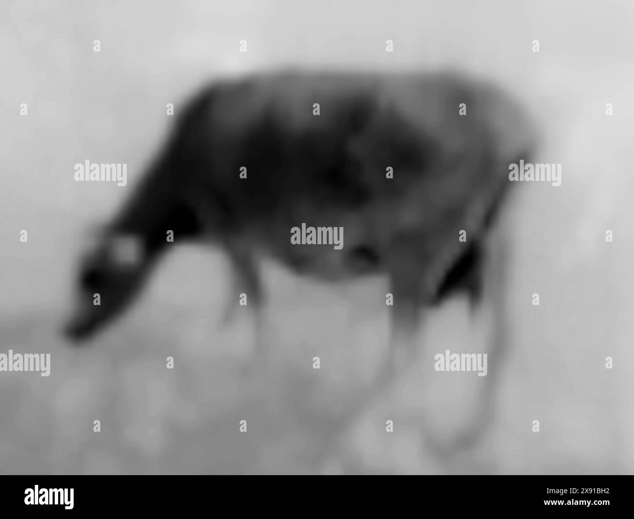 The ghost cow, airy phantom. A cow in vague gray tones, according to ...