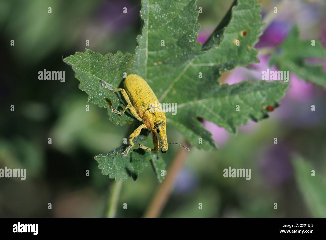 Mallow weevil (Lixus augustatus) walking on leaf of Malva sylvestris ...