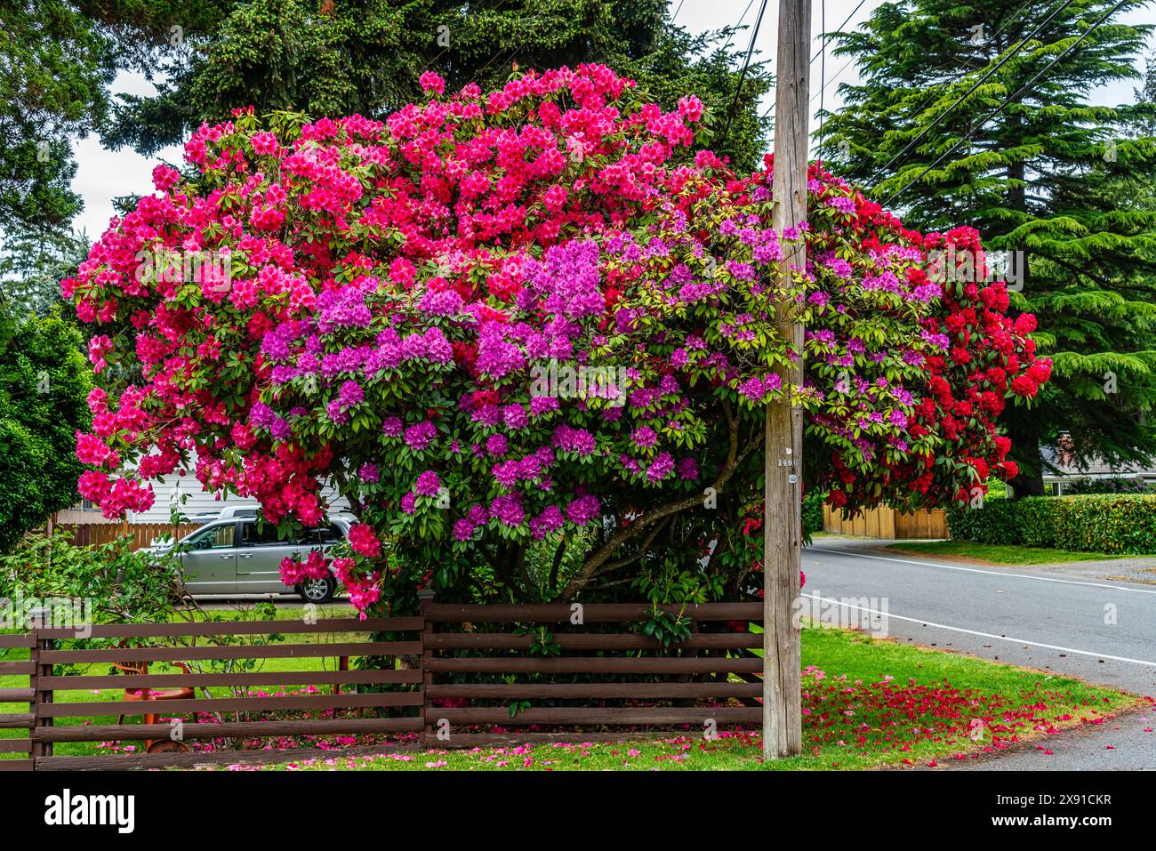 Giant Rhododendron flower bushes on a street in Burien, Washington ...