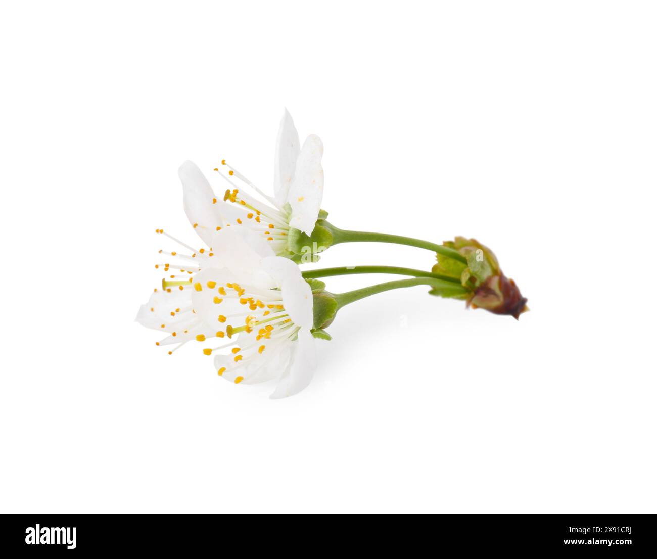 Beautiful spring tree blossoms isolated on white Stock Photo - Alamy