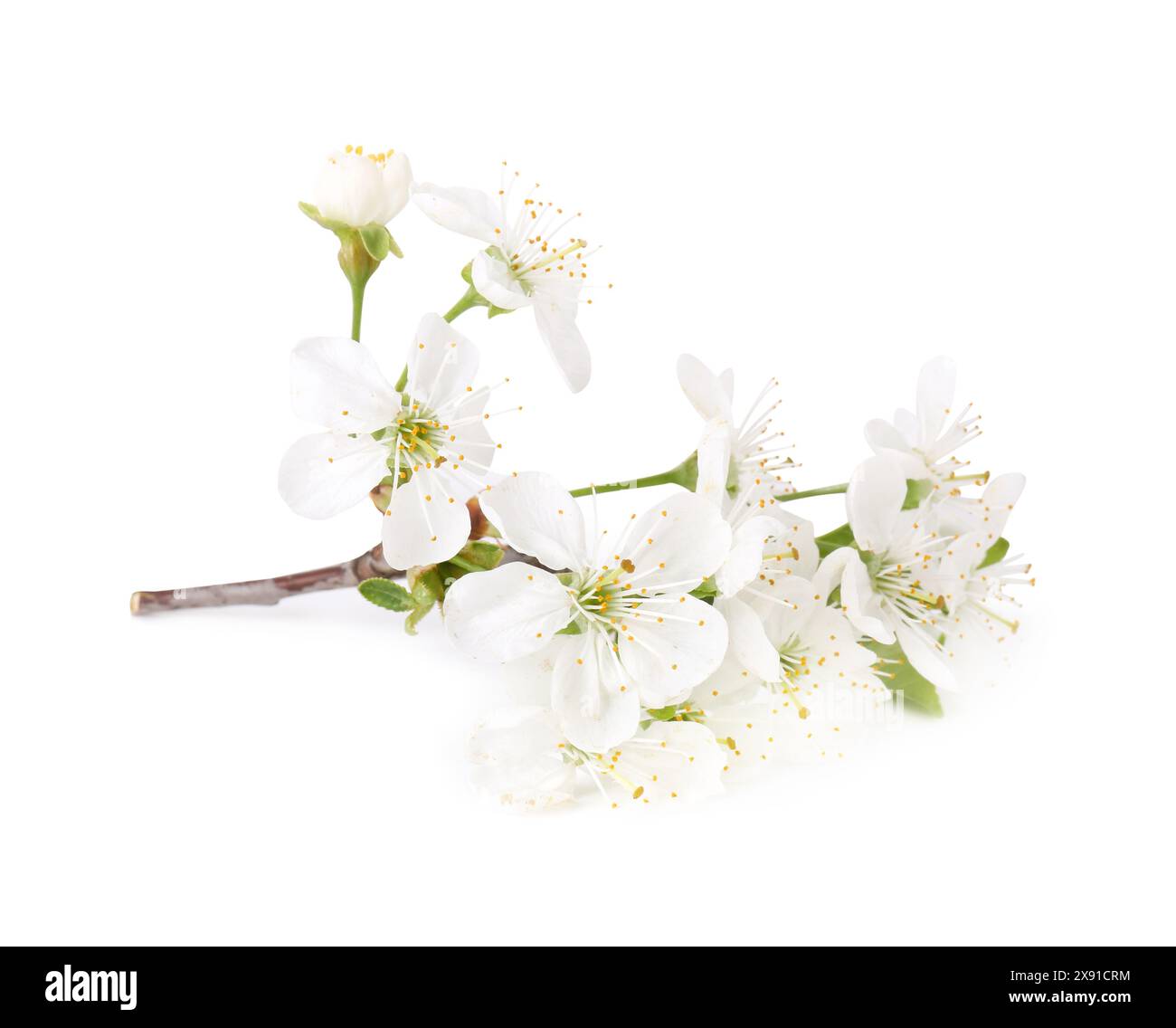 Spring branch with beautiful blossoms and leaves isolated on white ...