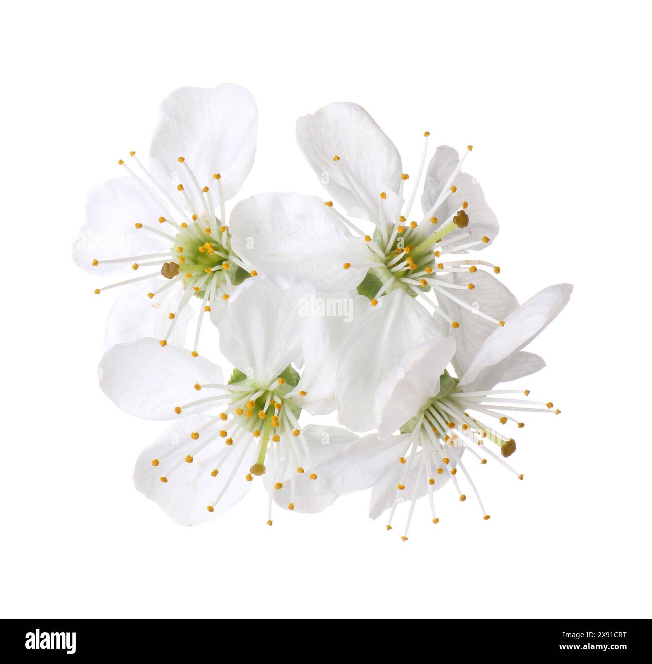 Beautiful blooming tree Cut Out Stock Images & Pictures - Alamy