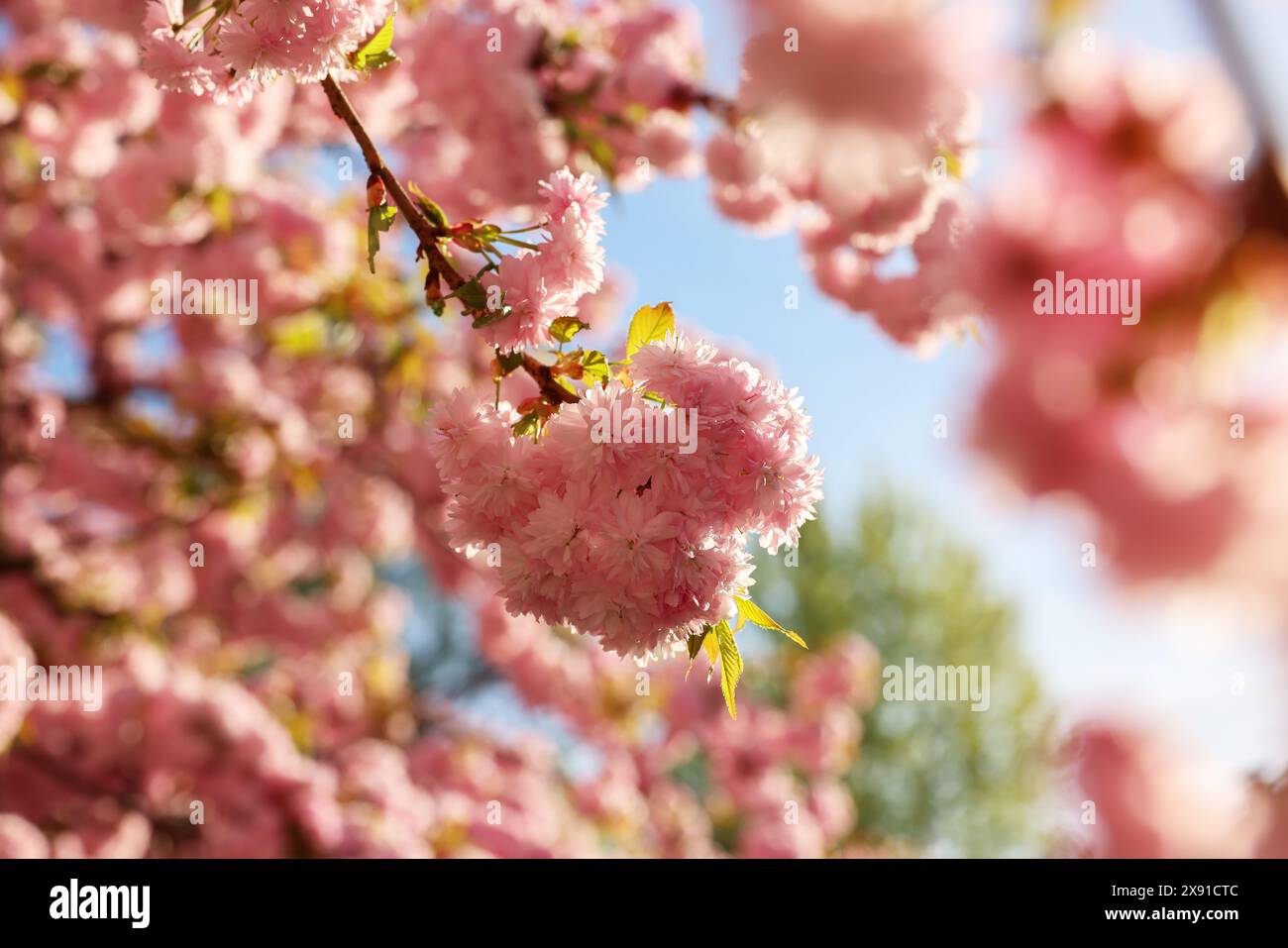 Beautiful blossoming sakura tree with pink flowers outdoors. Spring ...
