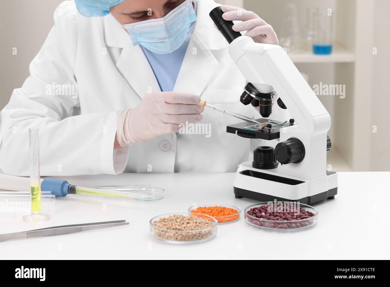 Quality control. Food inspector examining wheat grain under microscope ...