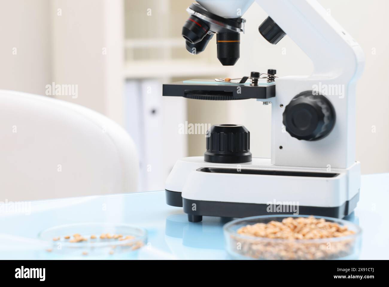 Food quality control. Microscope and petri dishes with wheat grains in ...