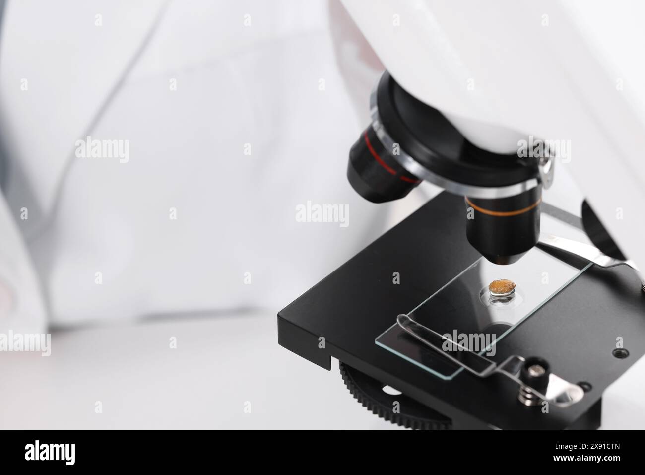 Food quality control. Wheat grain under microscope in laboratory ...