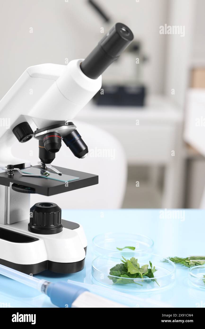 Food quality control. Microscope and petri dishes with parsley on light ...