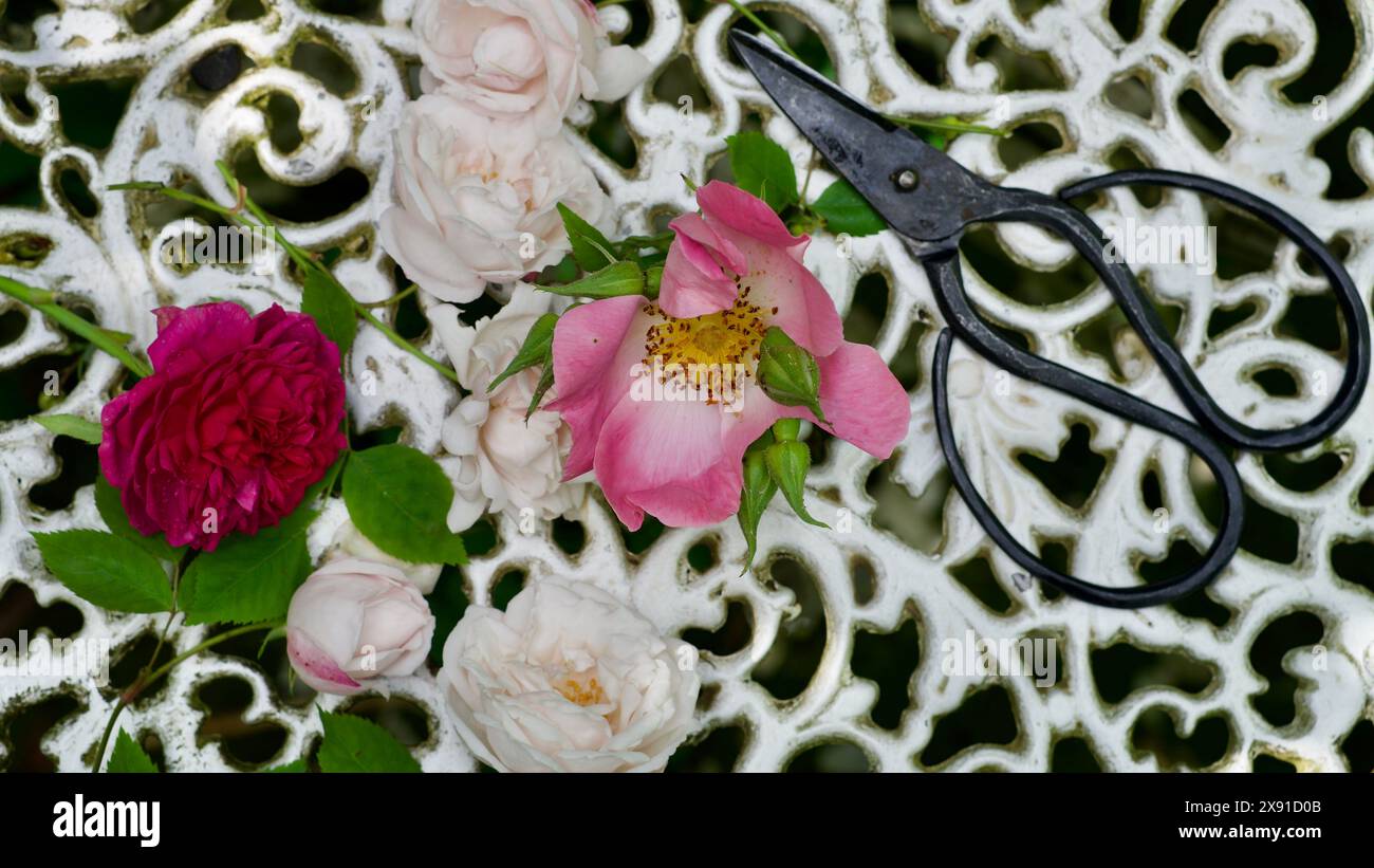 Freshly cut roses on a white garden table. Hand-forged scissors ...
