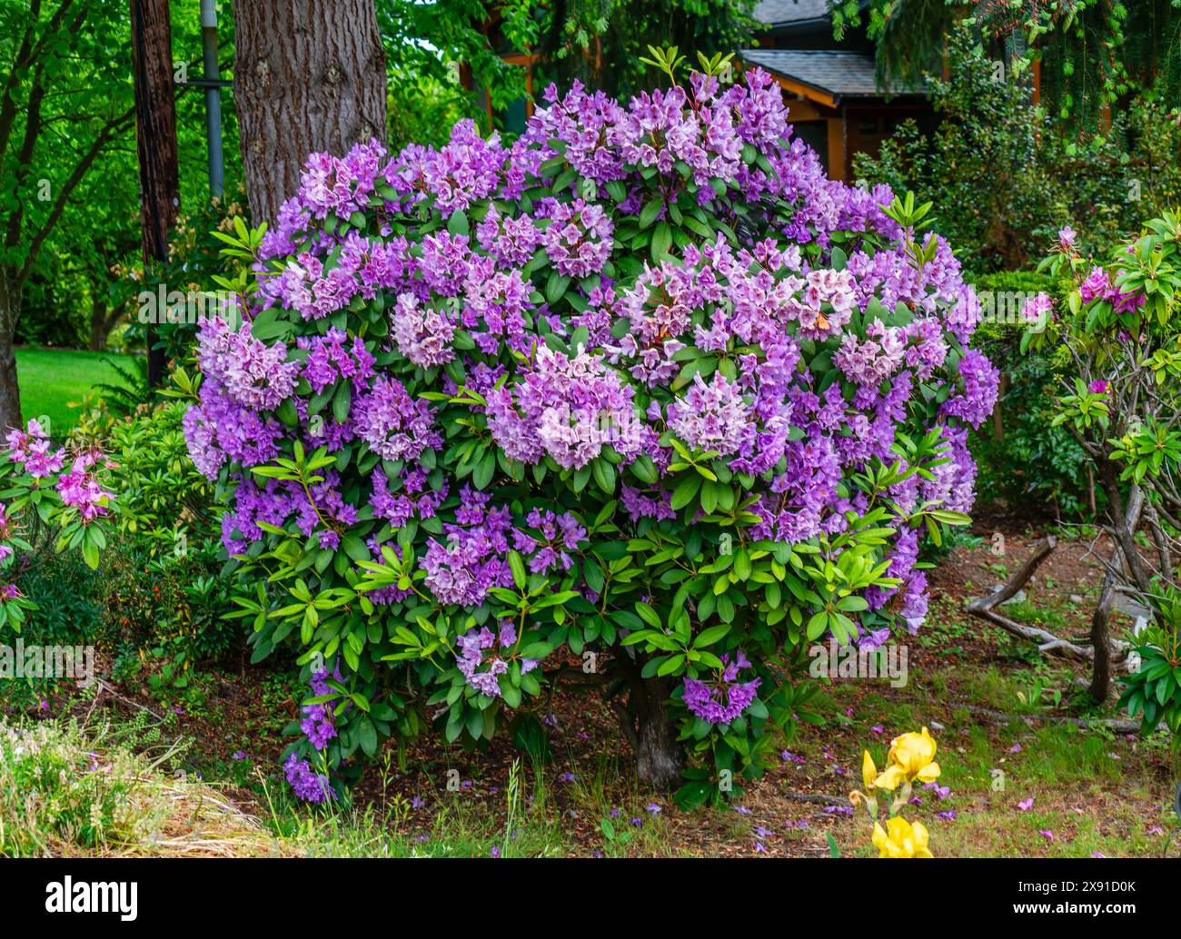 Purple Rhododendron flower bushes in a front yard in Normandy Park ...