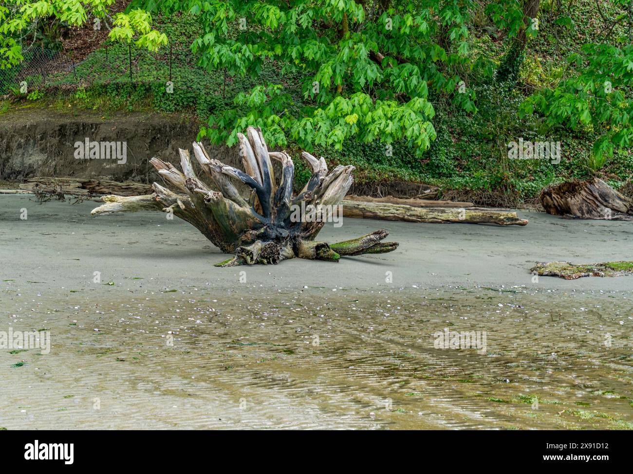 A large driftwood tree stump at a beach in Dash Point, Washington Stock ...