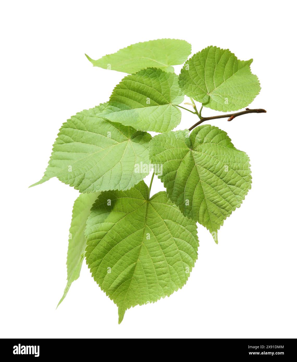 Branch of linden tree with young fresh green leaves isolated on white ...