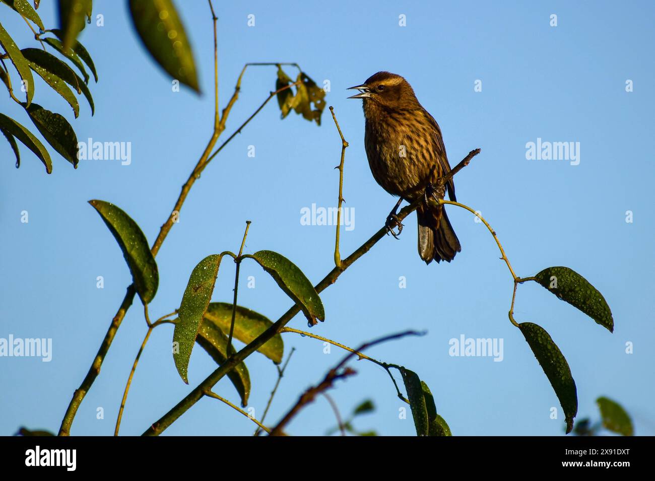 Golden-shouldered blackbird (Agelasticus thilius) female, Buenos Aires ...
