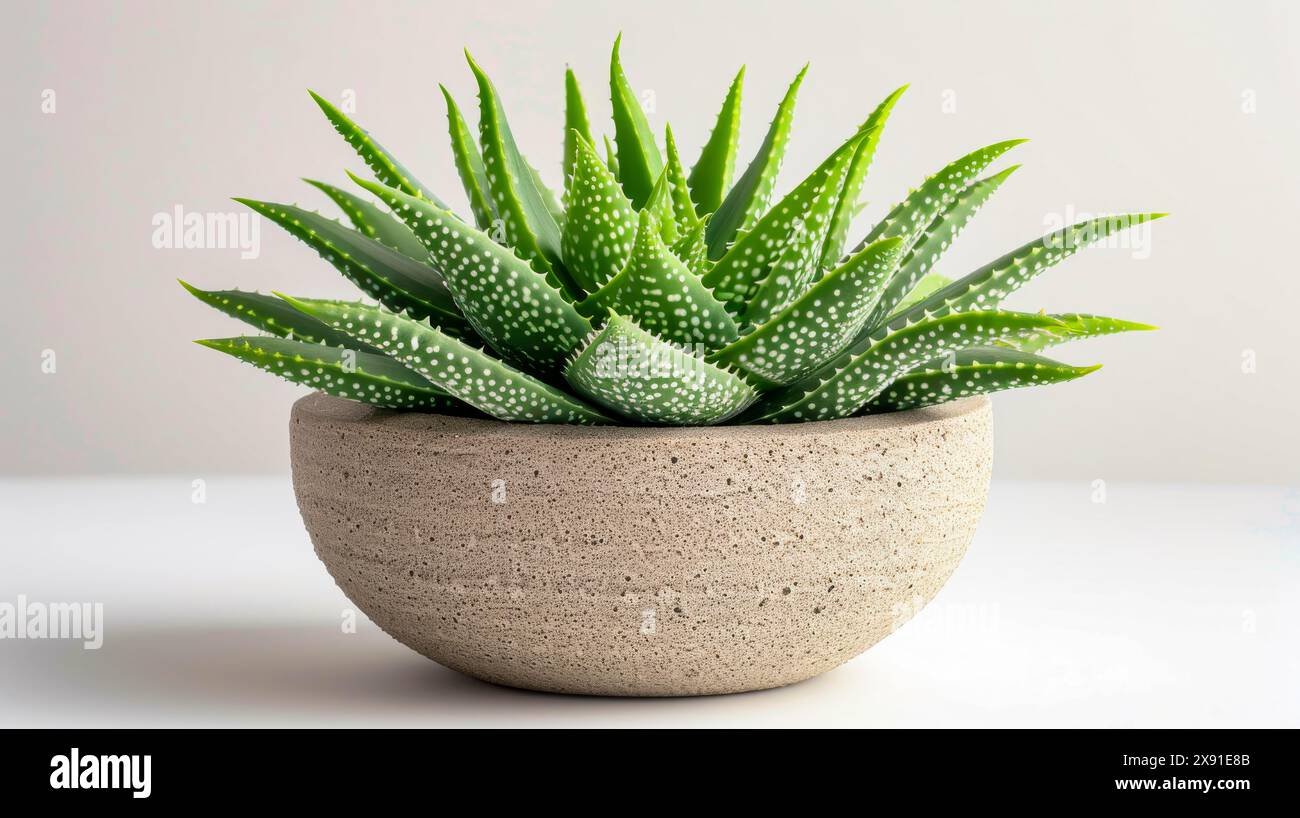 Aloe vera plant in a textured stone-like pot with a simple background ...