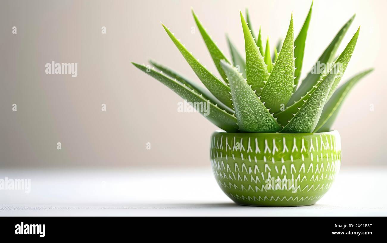 Aloe vera plant in a small patterned green pot with a soft background ...