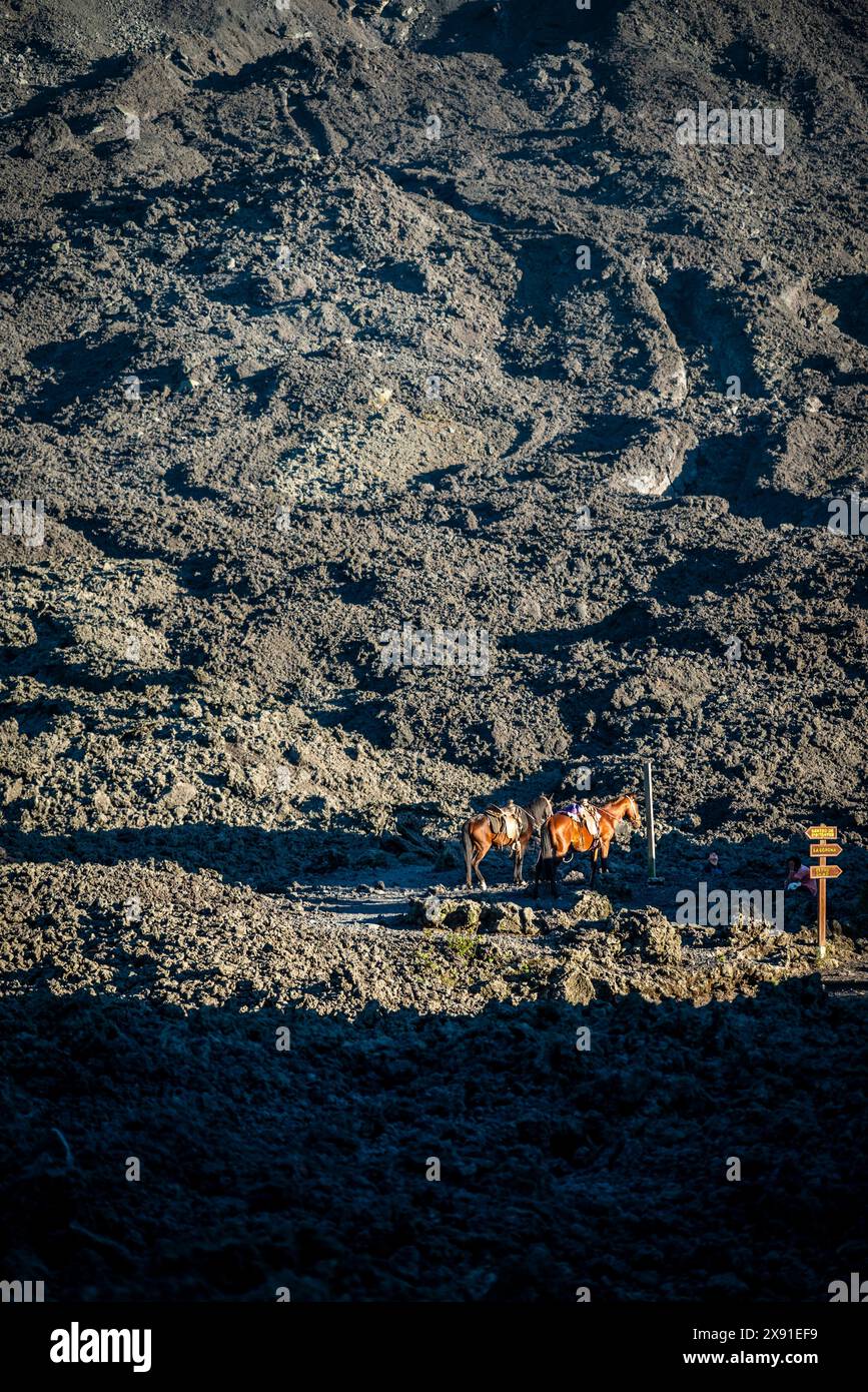 Horses at Pacaya volcano, Pacaya is an active complex volcano in ...