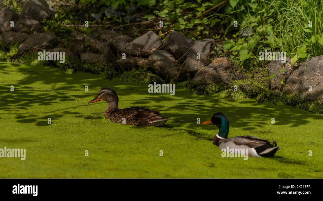Green algae in water on pond in south Moravia with ducks animals Stock ...