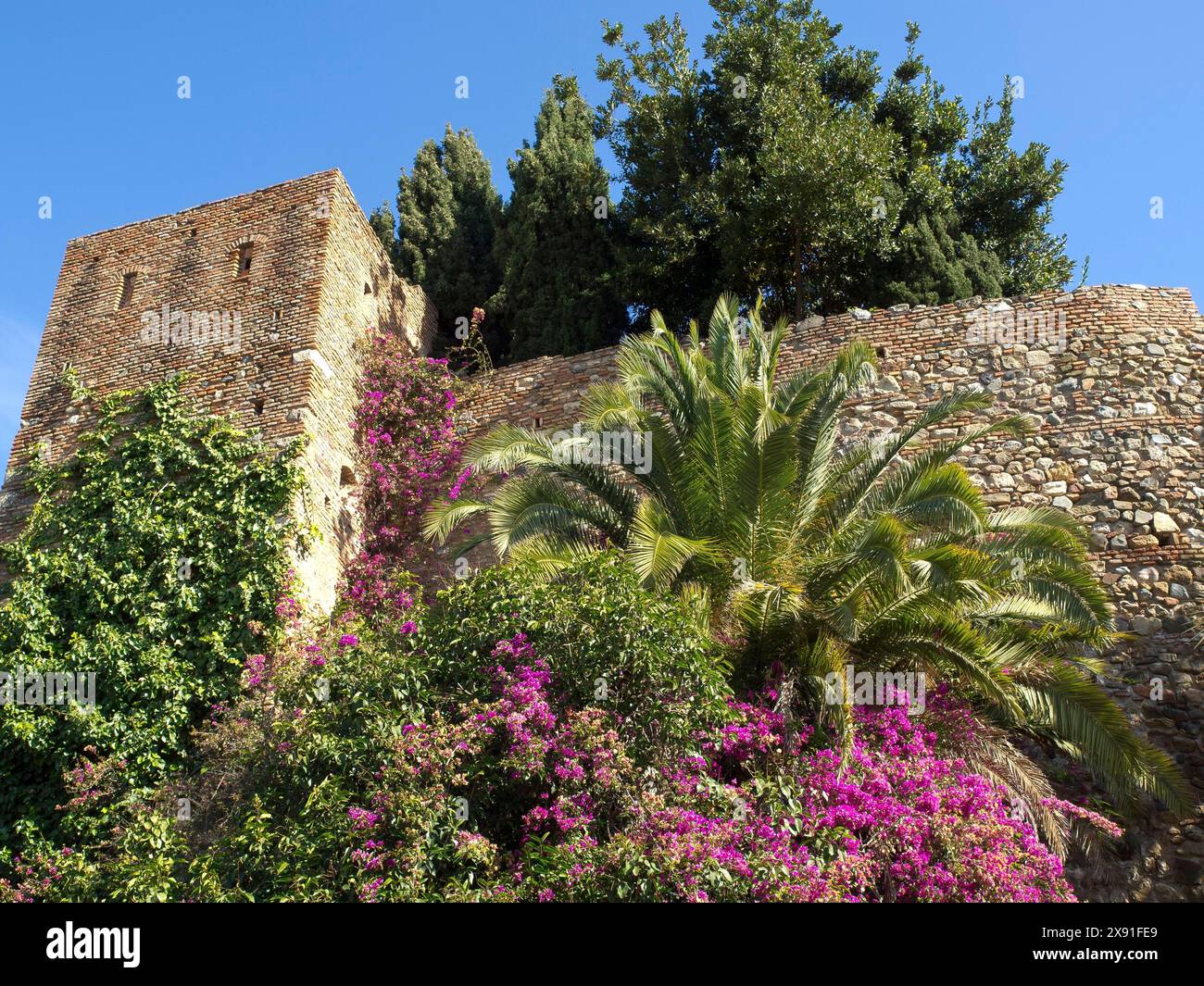 Weathered stone wall of a castle, overgrown with blooming bougainvillea and palm trees, all in ...