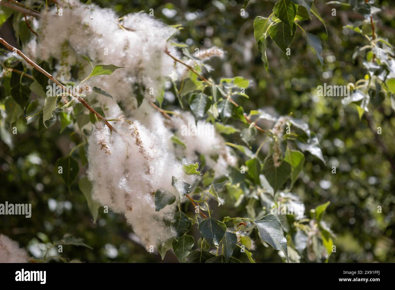 Closeup of Black Poplar tree (Populus nigra) white fluffy cotton-like ...