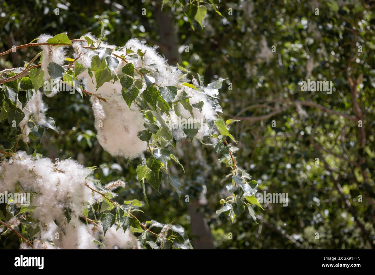Closeup of Black Poplar tree (Populus nigra) white fluffy cotton-like ...