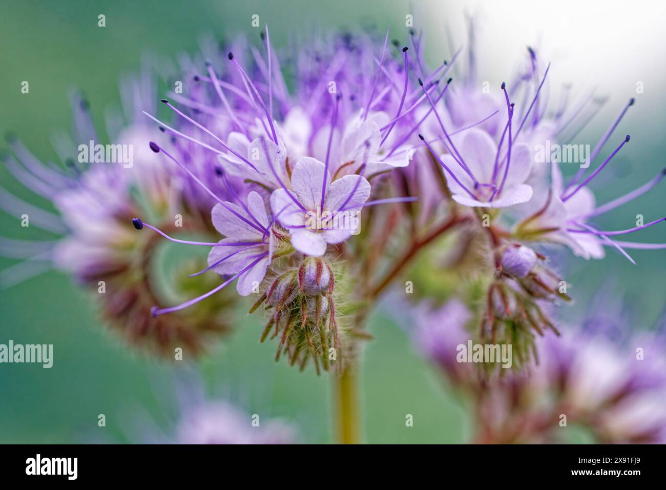 Close-up of purple flowers with prominent stamens and blurred green ...