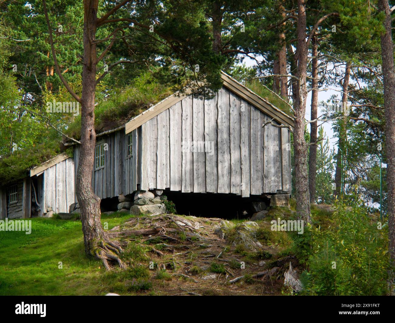 Rustic wooden hut with grass roof in the forest, surrounded by tall ...