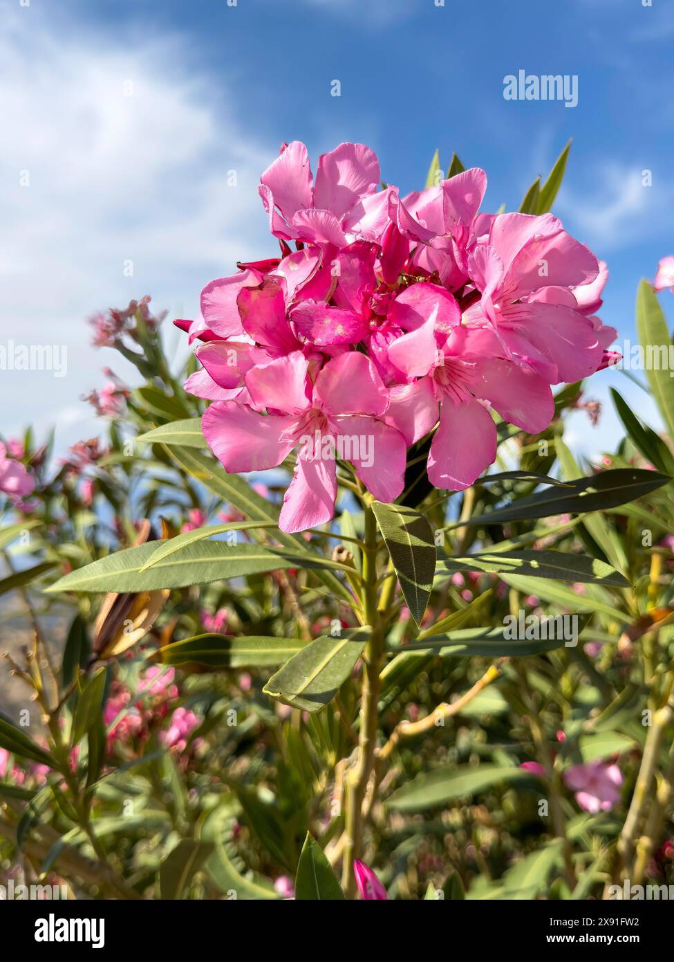 Close-up of flowers of pink oleander (Nerium oleander) in front of blue ...