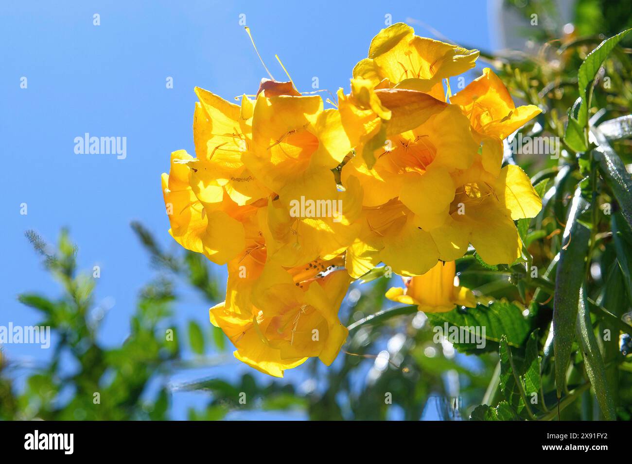 Close-up of flowers of yellow trumpet flower (Tecoma stans), Crete ...