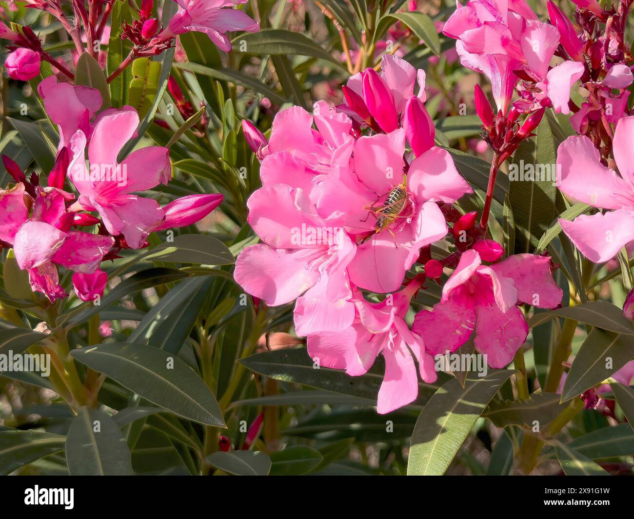 Close-up of flowers of pink oleander (Nerium oleander), Crete, Greece ...