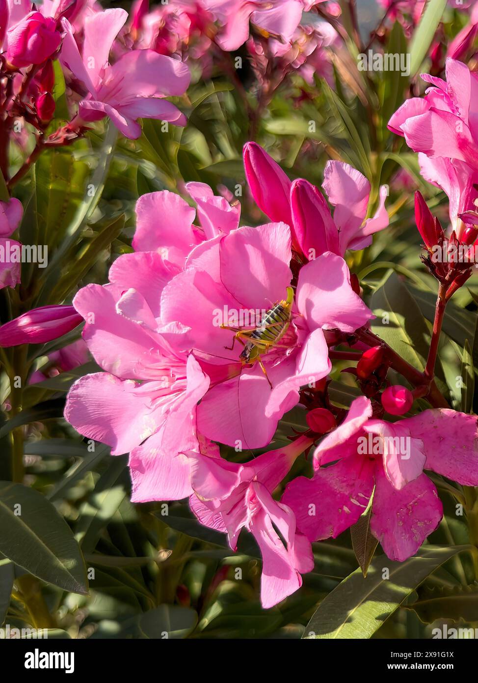 Saddle-backed bush cricket (Ephippiger ephippiger) sitting in flower of ...