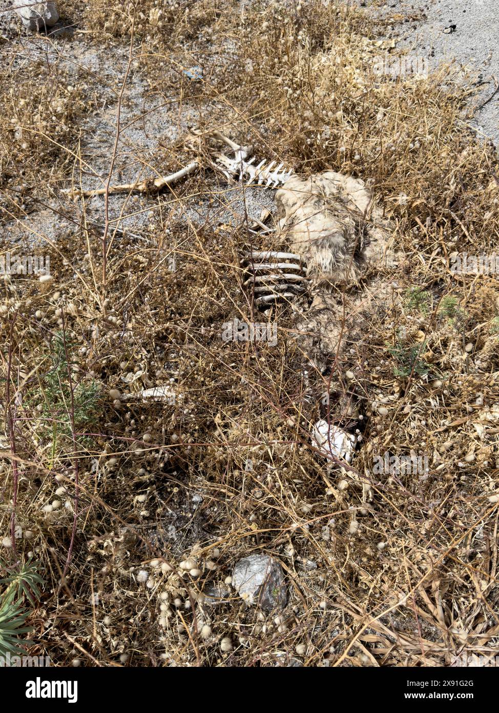 Carcass of wild goat eaten by birds of prey, partially skeletonised ...