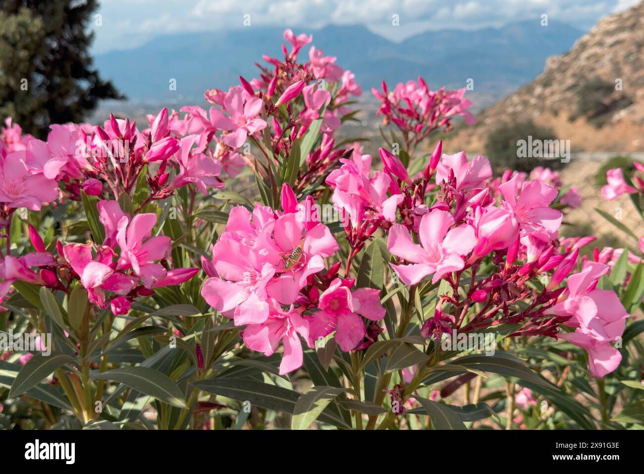 Close-up of flowers of pink oleander (Nerium oleander), Crete, Greece ...