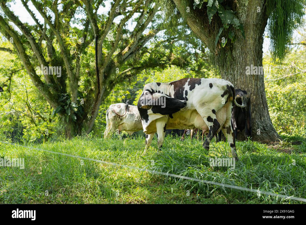 white cow with spots scratching her belly with her mouth. cows in a ...