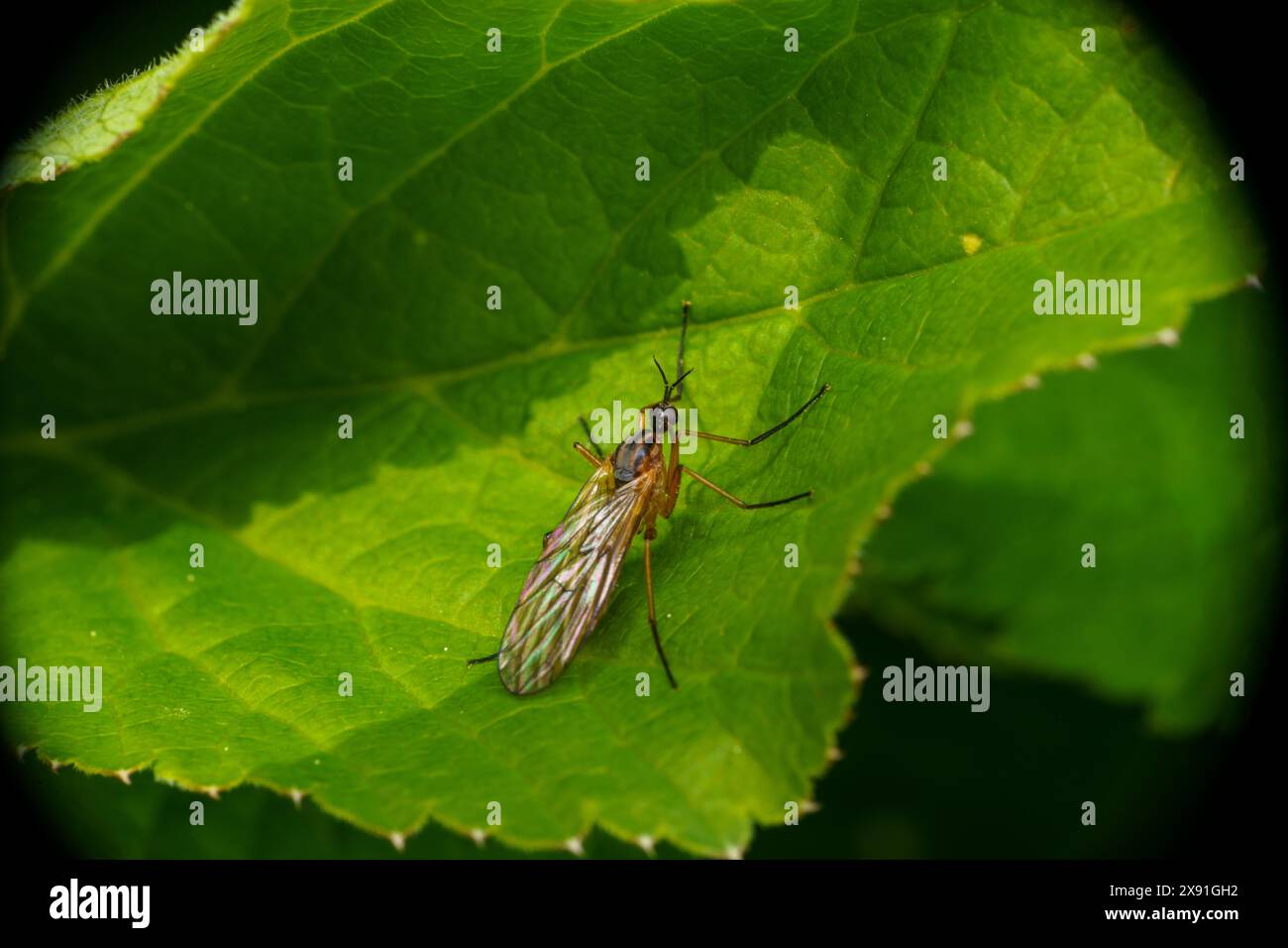 Empis trigramma Family Empididae Genus Empis Dance fly wild nature insect photography, picture ...