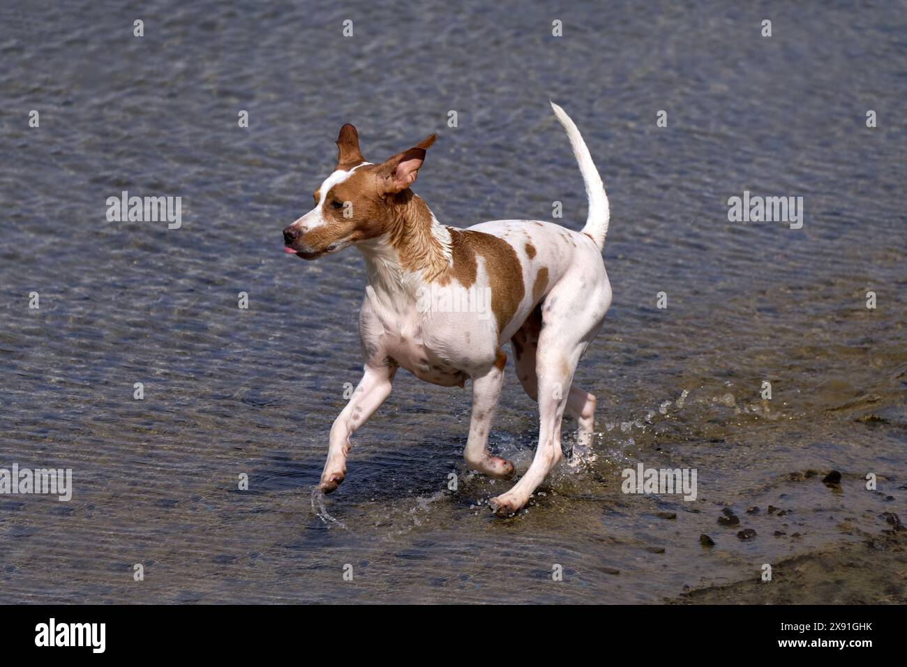 Brown white dog running in shallow water on the shore Stock Photo - Alamy