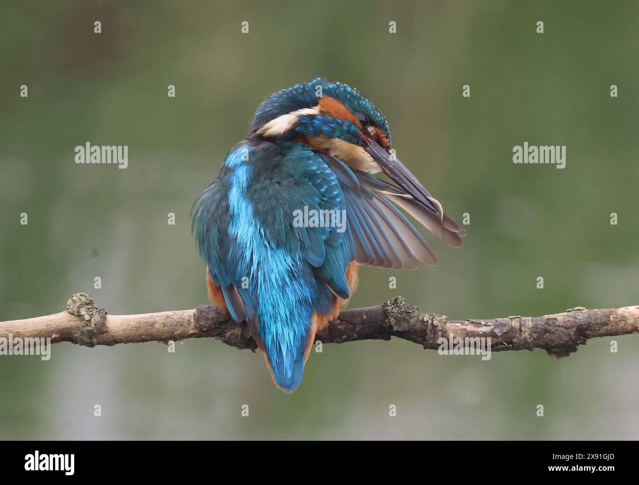 Male Kingfisher cleaning his wings at RSPB Rainham Marshes Nature ...