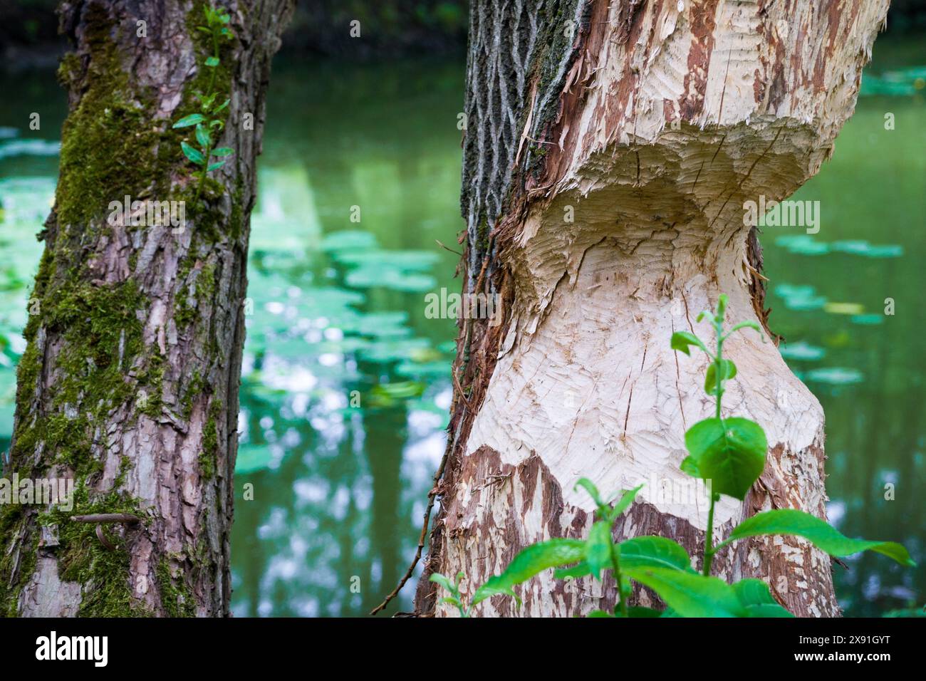 Beavers nibbled the trunk of tree. Beaver teeth marks on trees Stock ...