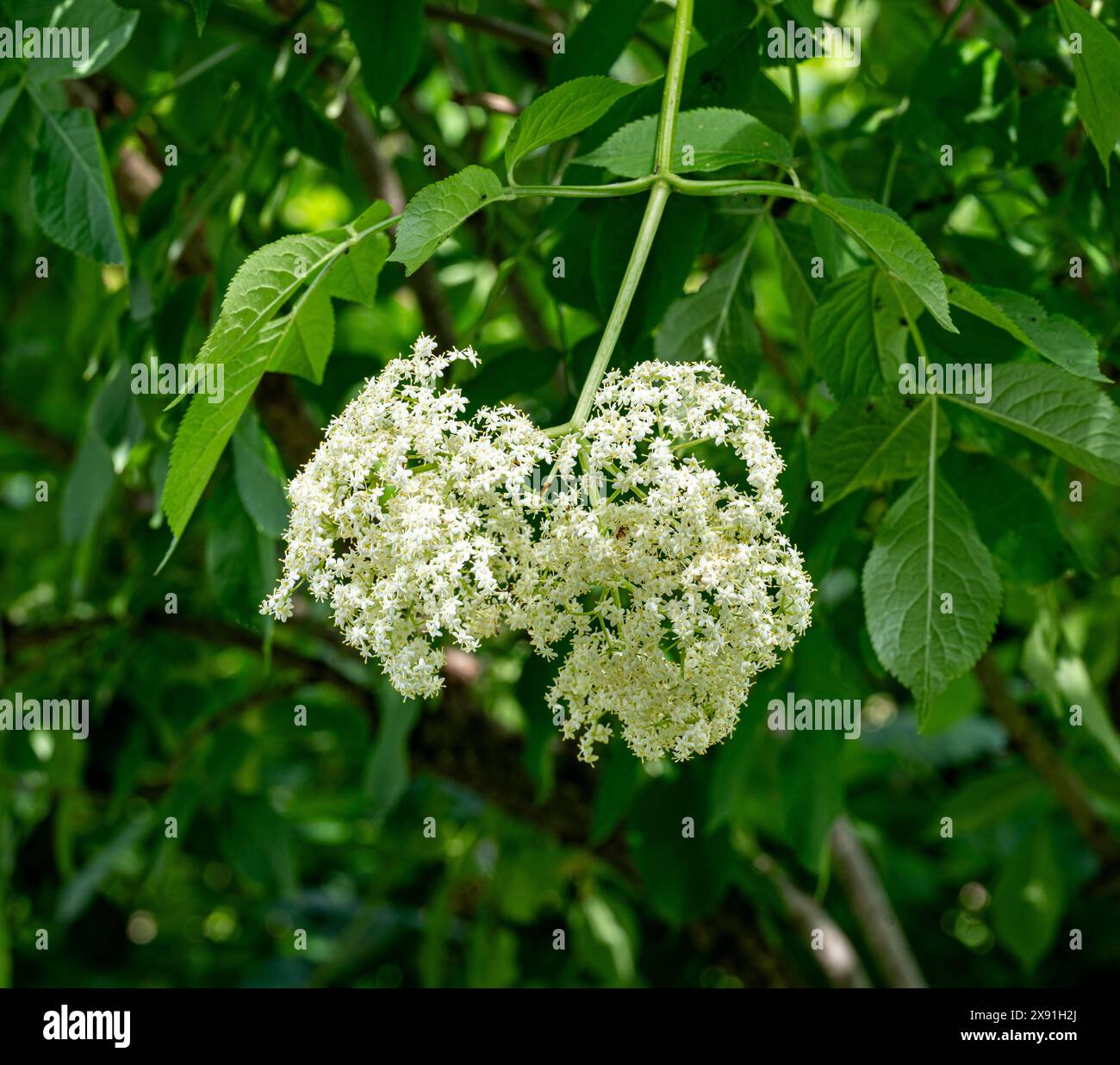 Elder Sambucus nigra flowers in late spring Stock Photo - Alamy