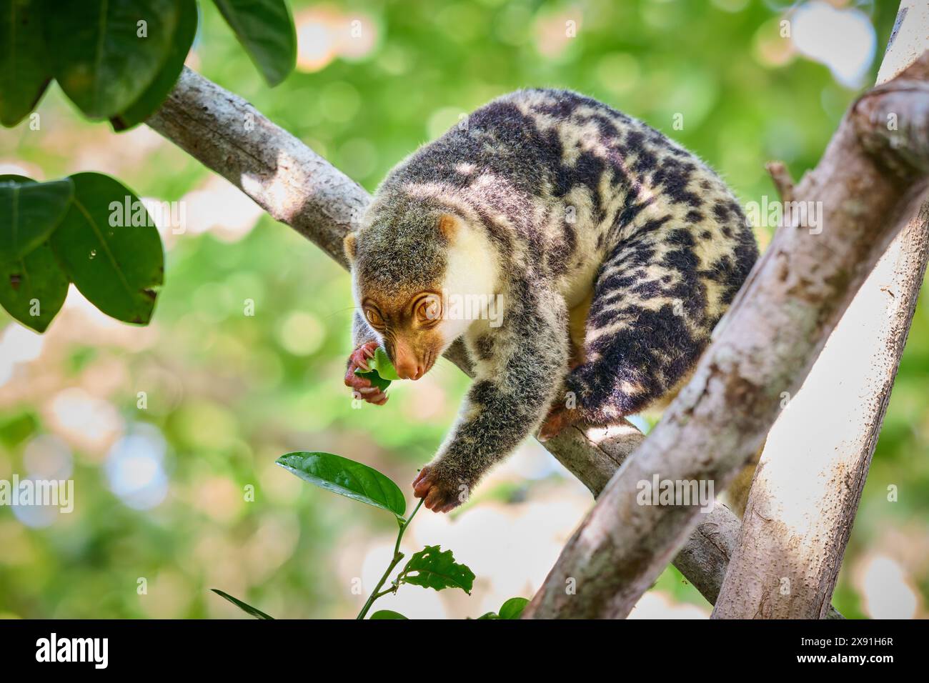 Waigeou cuscus or Waigeou spotted cuscus (Spilocuscus papuensis), Raja ...